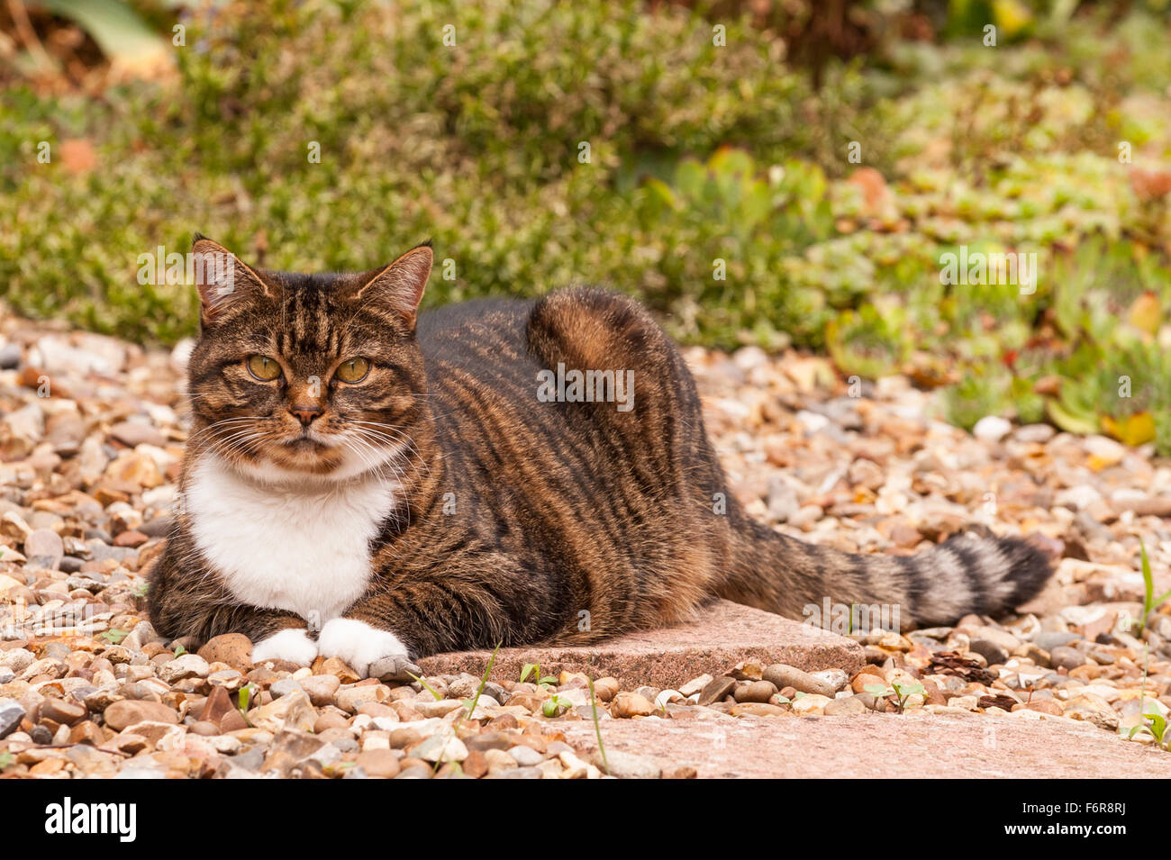 Uk cat countryside hi-res stock photography and images - Alamy