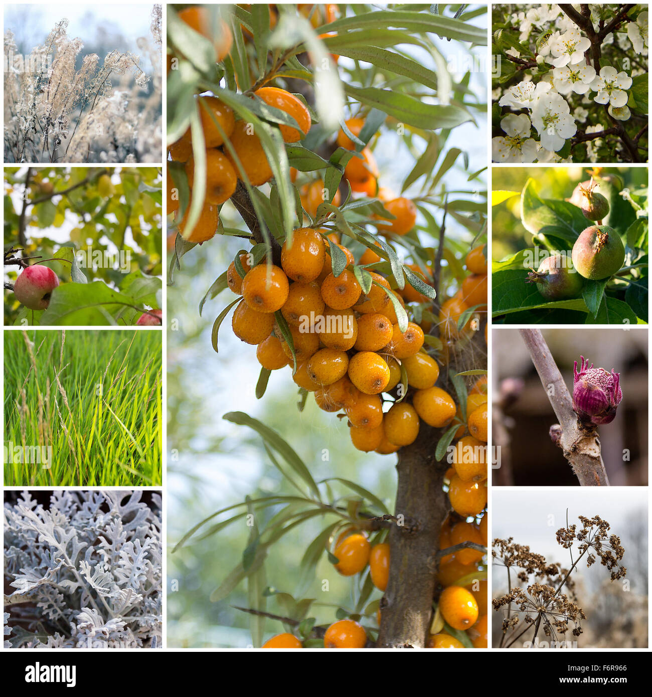 Collage with plants Stock Photo - Alamy