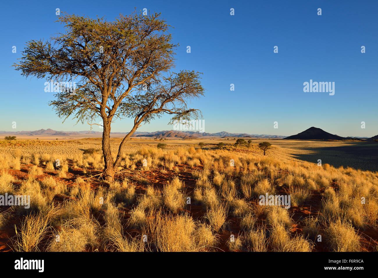 Camel Thorn Tree (Acacia erioloba) in the NamibRand Nature Reserve ...