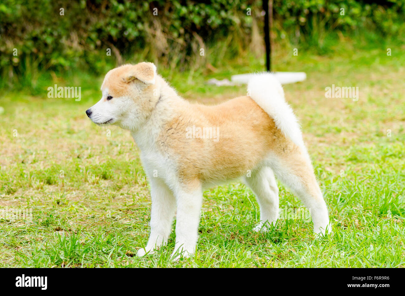 A profile view of a young beautiful white and red Akita Inu puppy dog ...