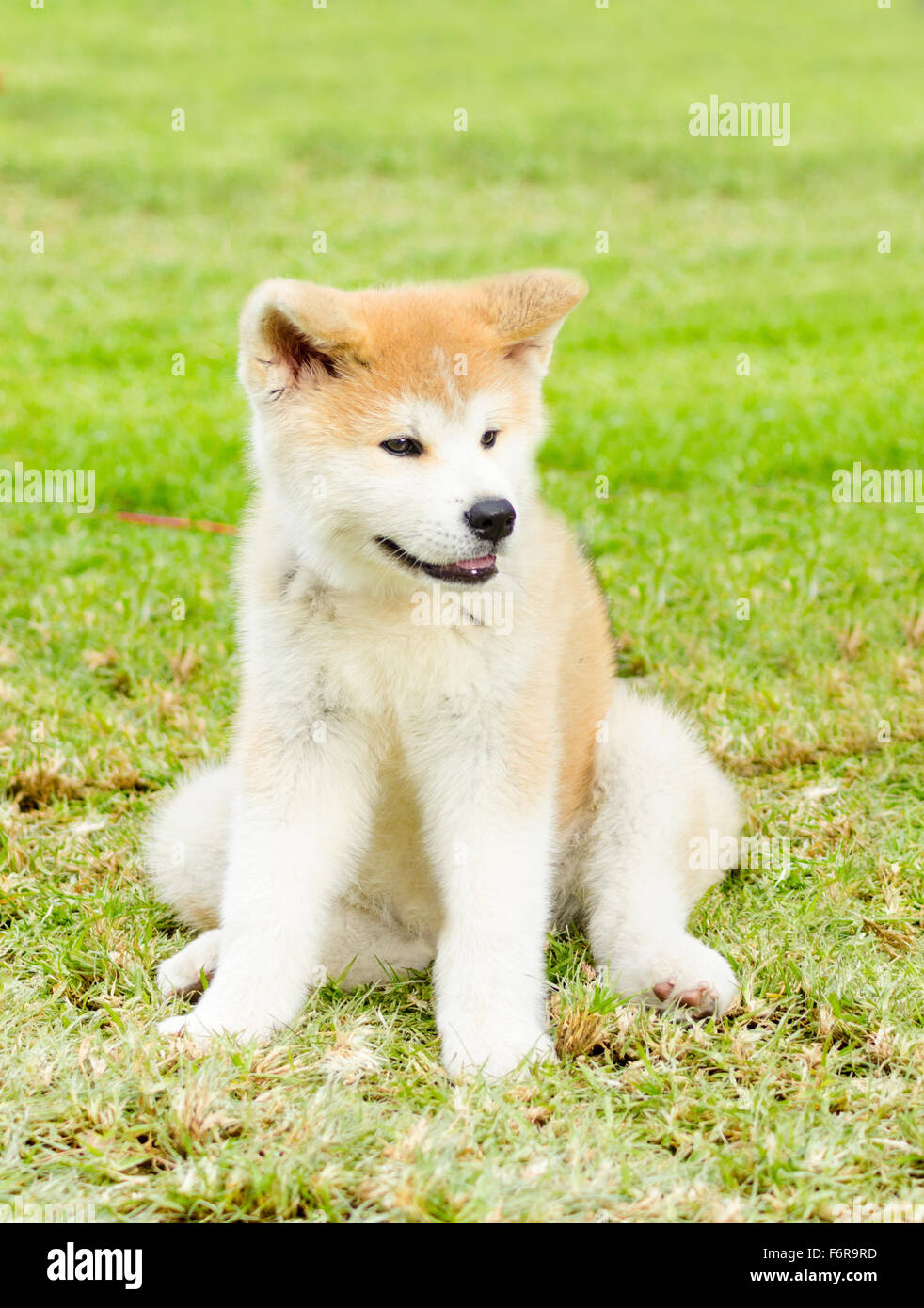A young beautiful white and red Akita Inu puppy dog sitting on the lawn ...
