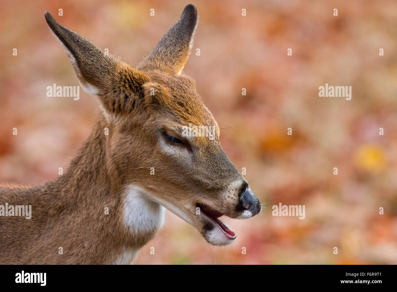 Talking deer hi-res stock photography and images - Alamy