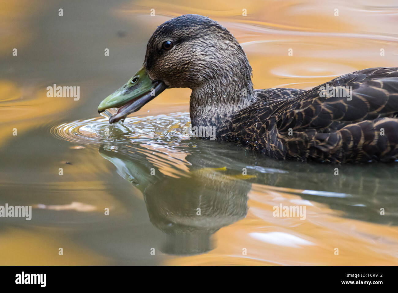 American Black Duck dabbling Stock Photo - Alamy