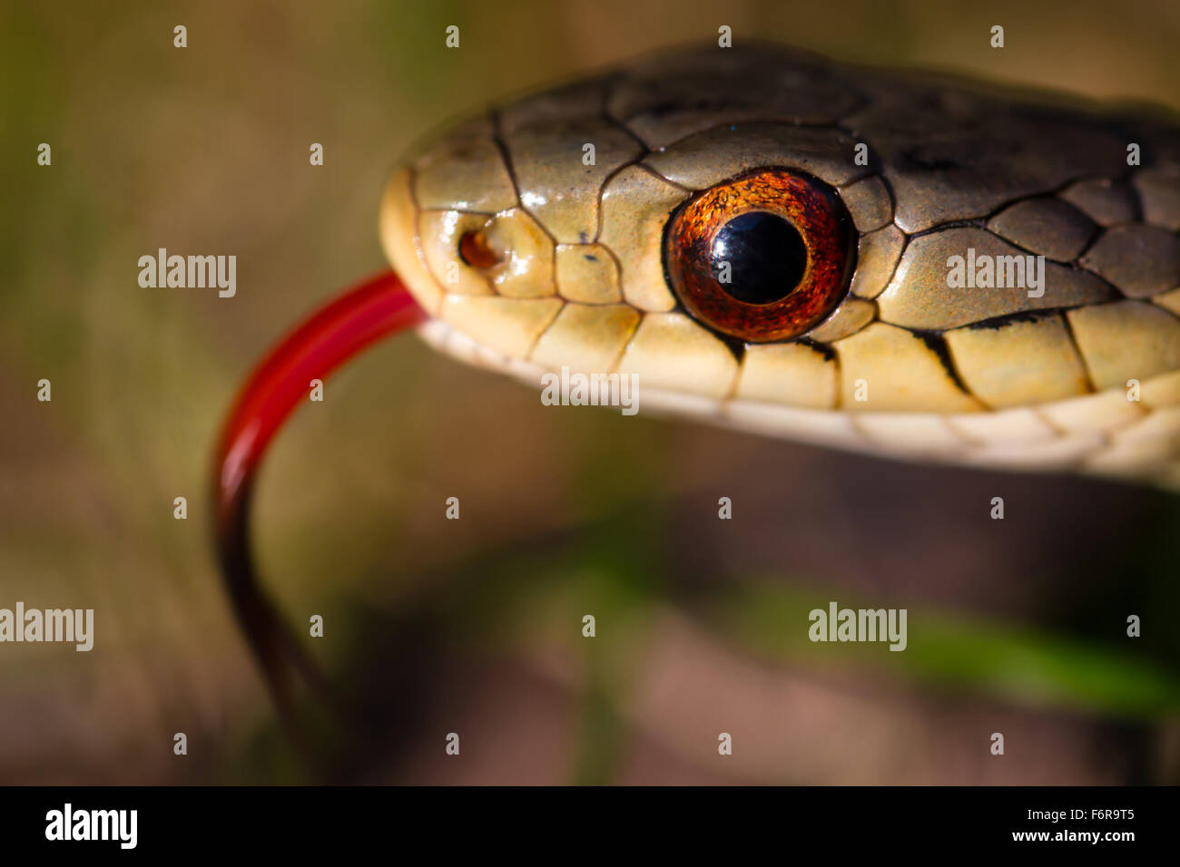 Garter Snake orange eye red tongue Stock Photo - Alamy