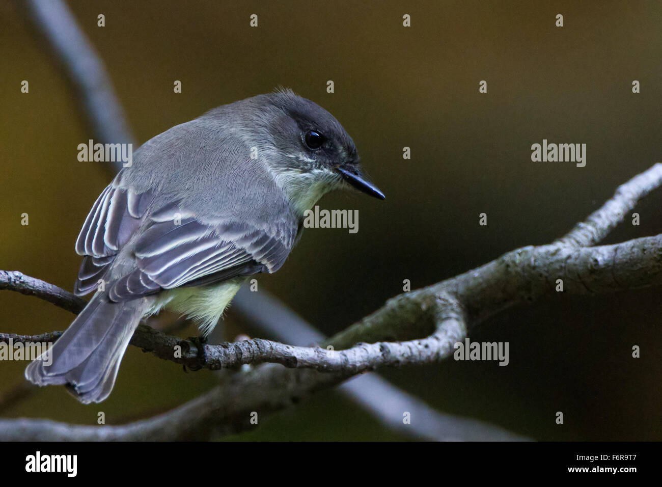 Pewee bird hi-res stock photography and images - Alamy