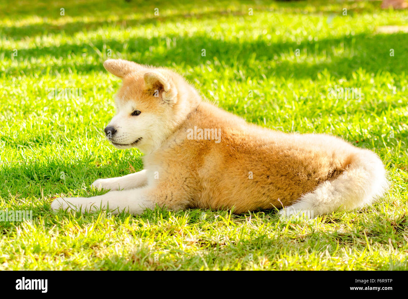 A profile view of a young beautiful white and red Akita Inu puppy dog ...