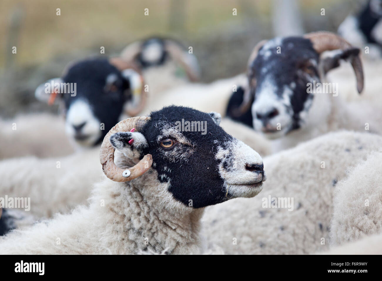 Swaledale sheep, Lake District, England Stock Photo - Alamy