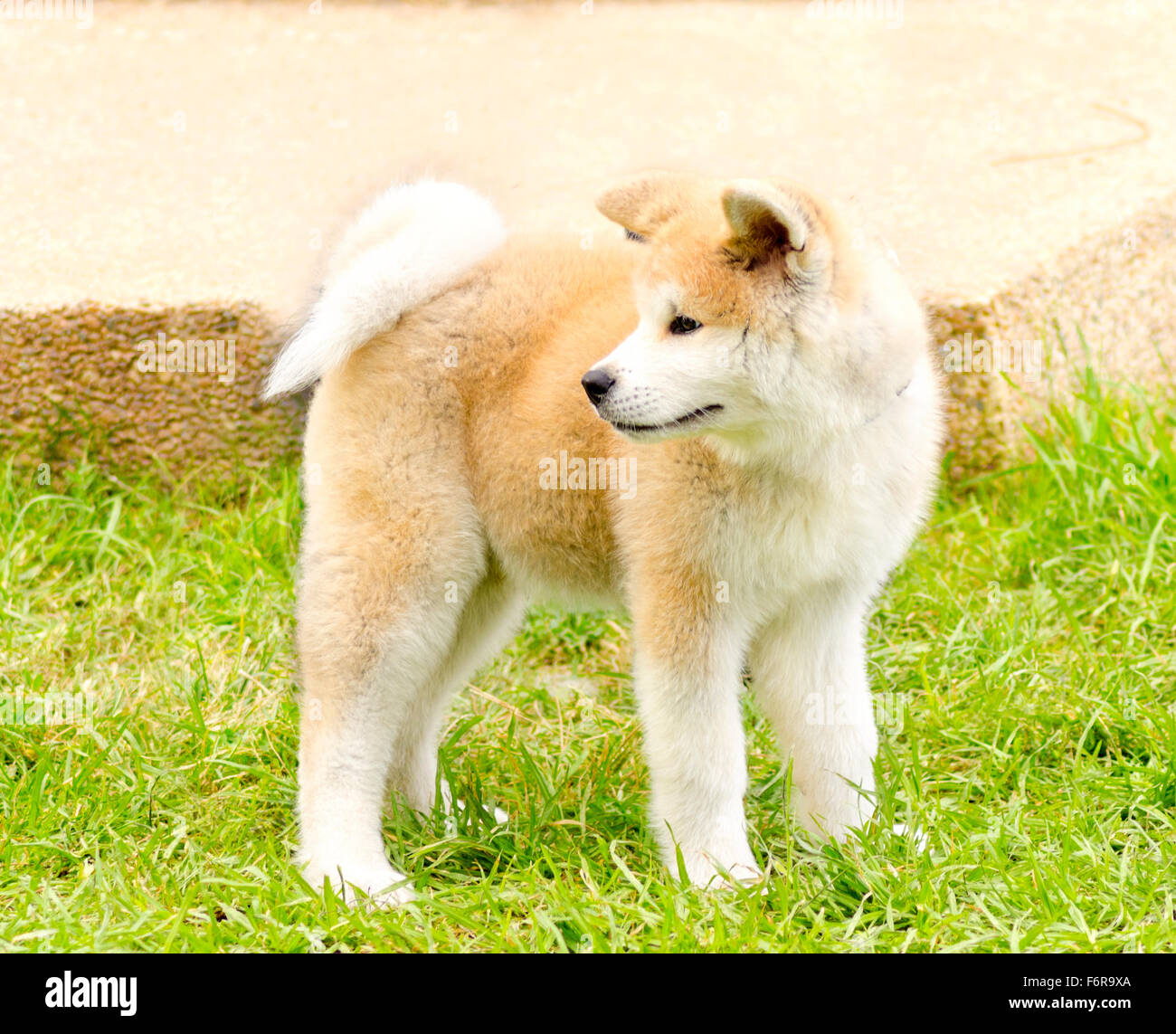 A profile view of a young beautiful white and red Akita Inu puppy dog ...