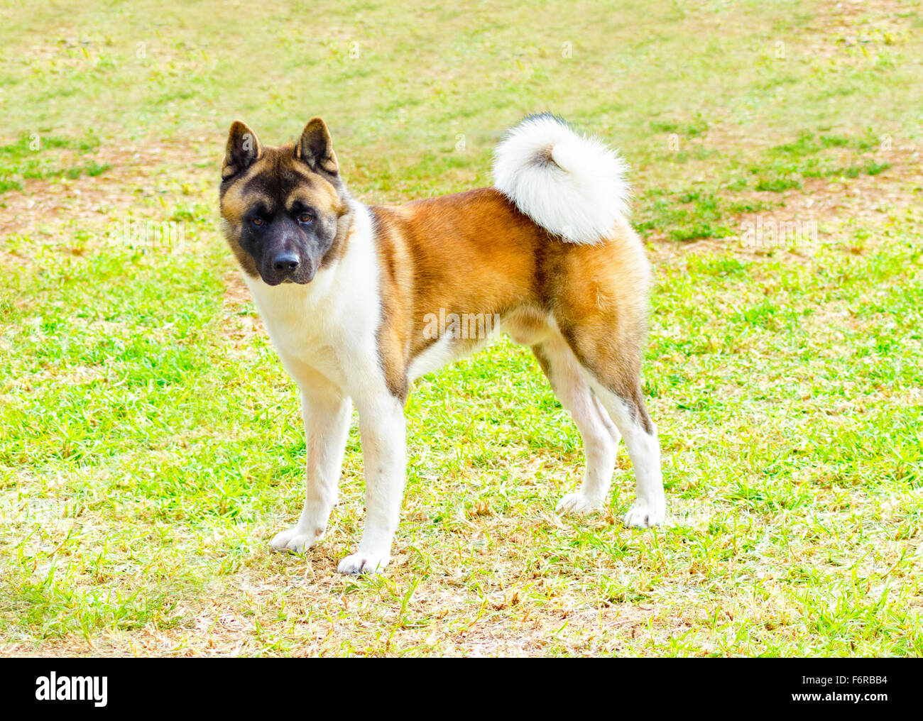 A profile view of a sable, white and brown pinto American Akita dog ...
