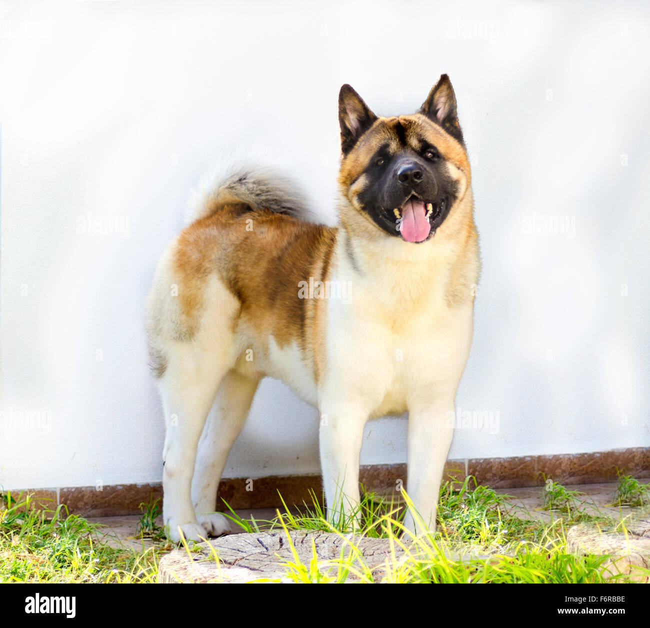 A profile view of a sable, white and brown pinto American Akita dog ...