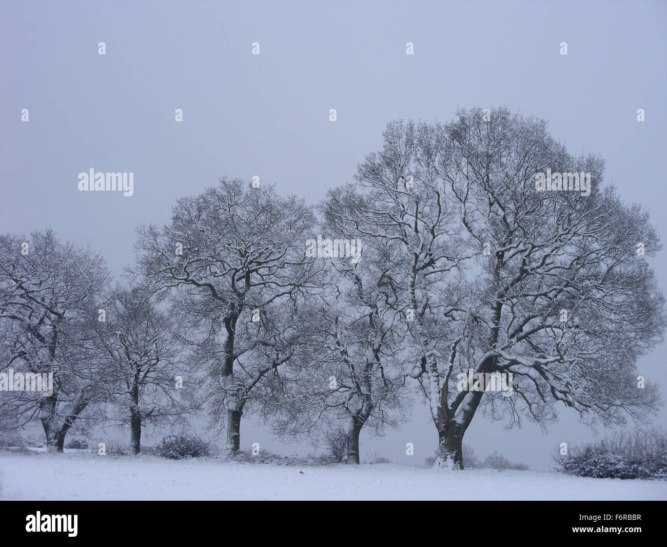 Snowy Winter Tree Scene Stock Photo - Alamy