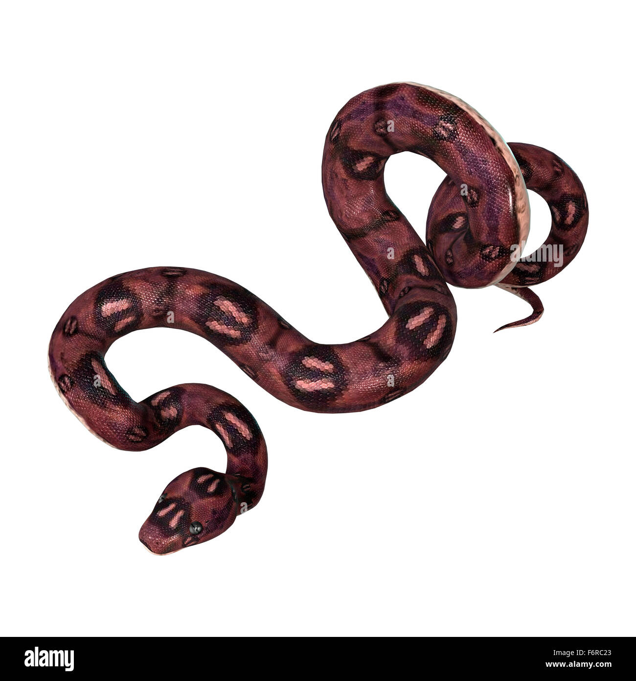 3D digital render of an anaconda snake isolated on white background ...
