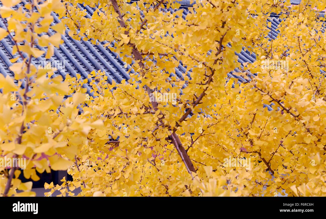 Yulong. 19th Nov, 2015. A scene of a ginkgo tree in the residential ...