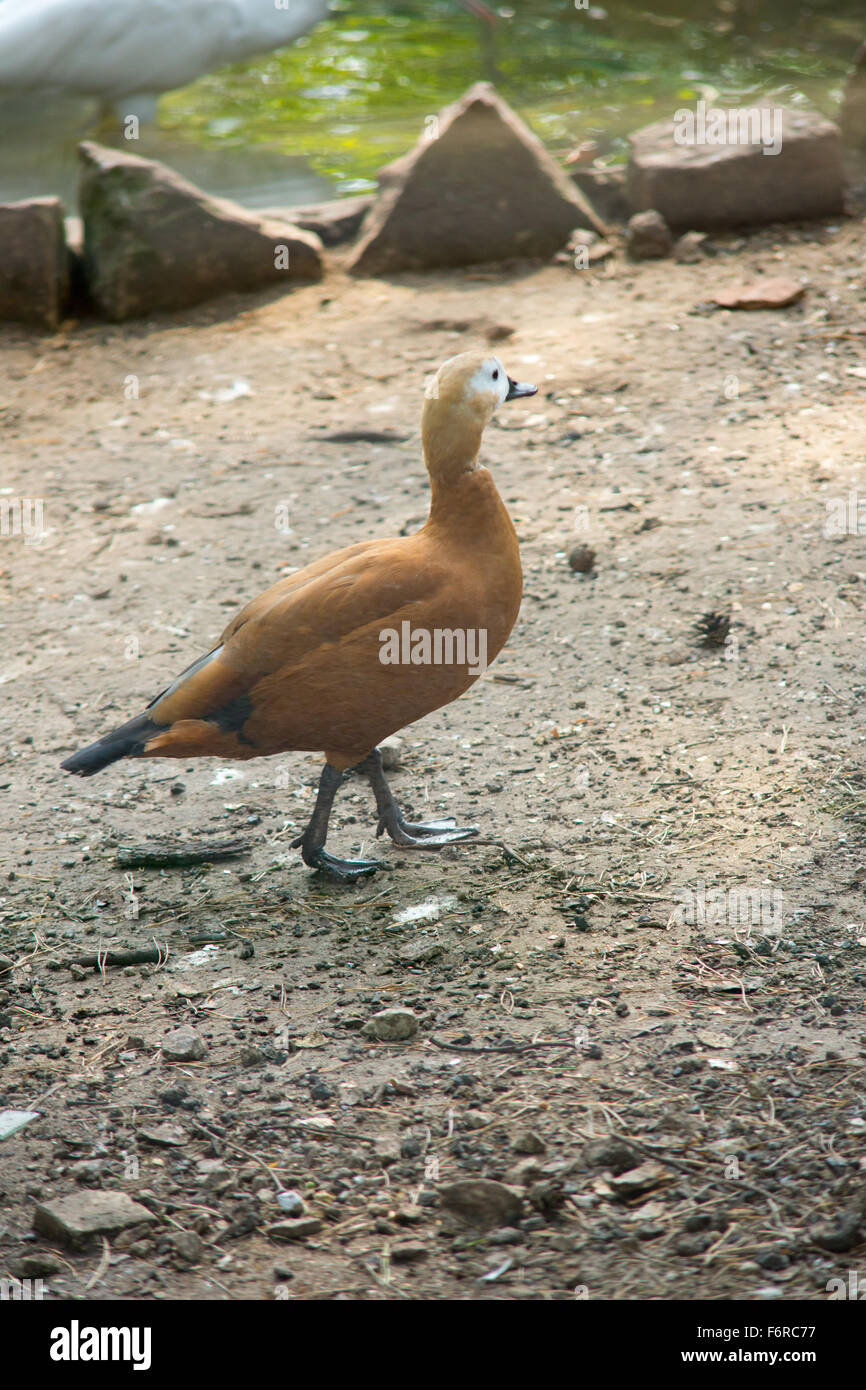 the wild duck is held in the open-air cage of a zoo Stock Photo - Alamy
