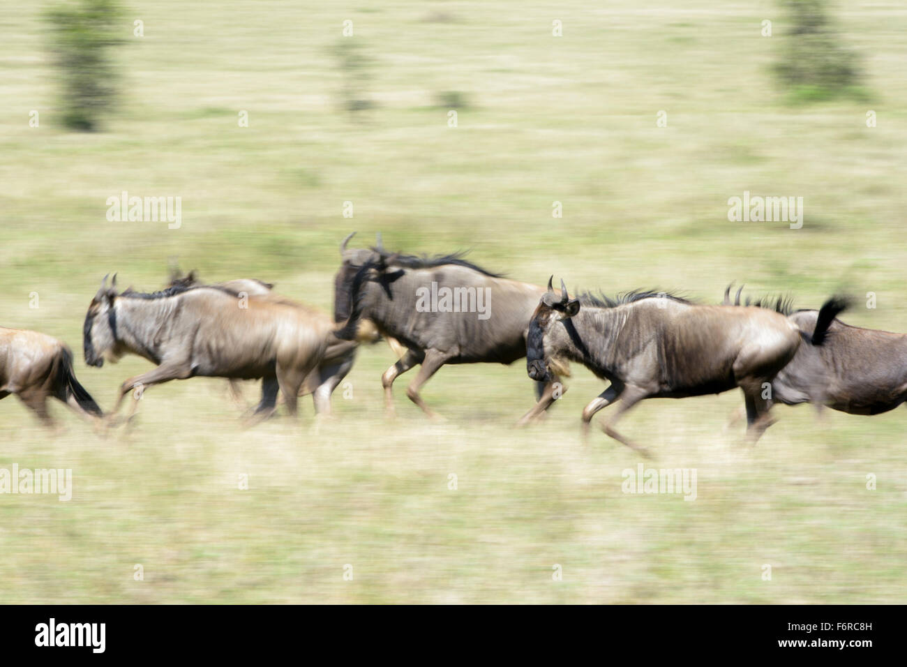 Motion speed wildlife hi-res stock photography and images - Alamy