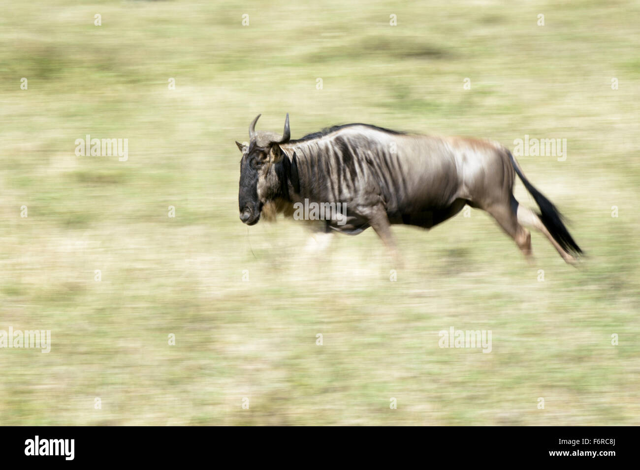 Quick shutter speed hi-res stock photography and images - Alamy