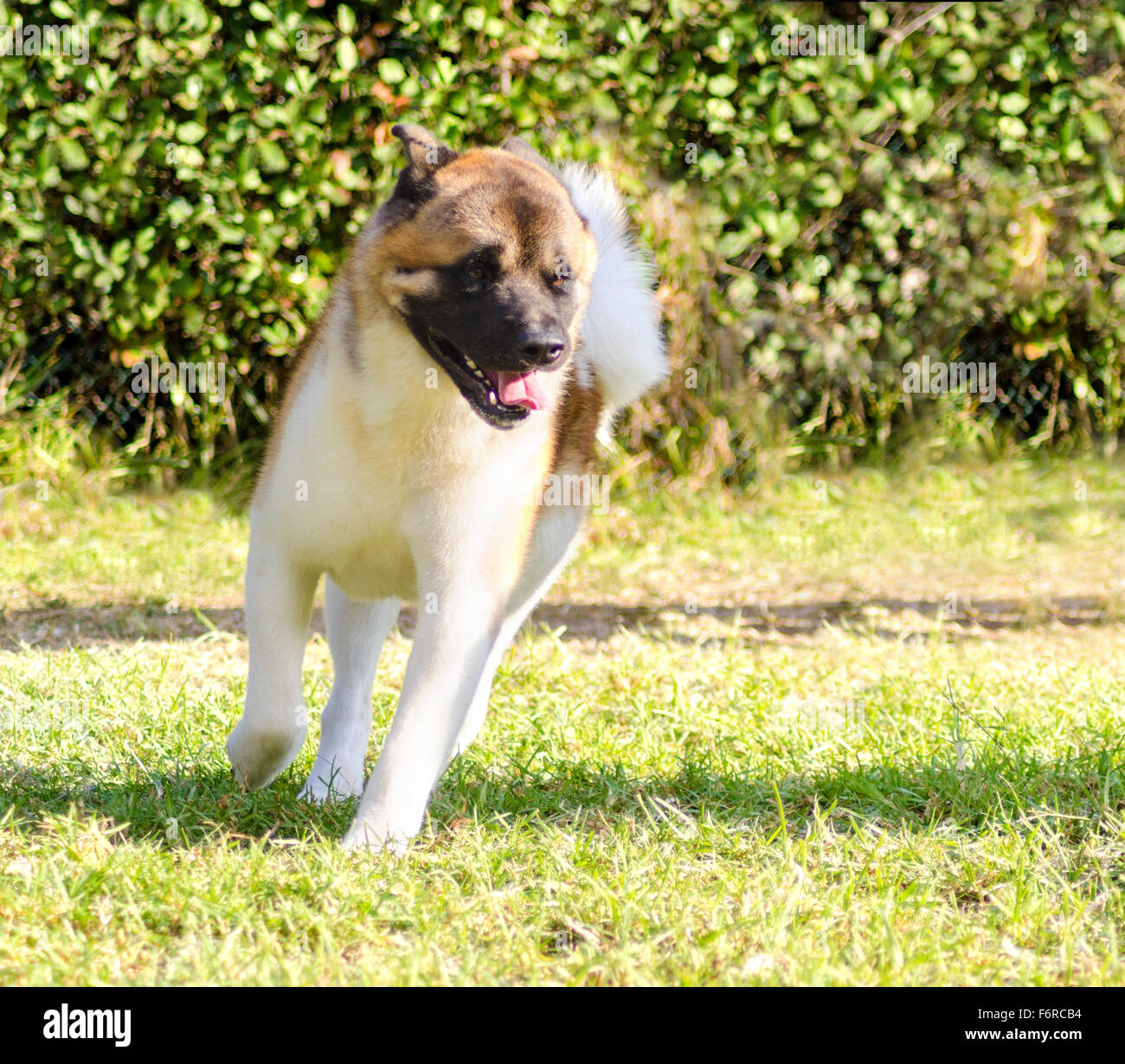 A front view of a sable, white and brown pinto American Akita dog ...