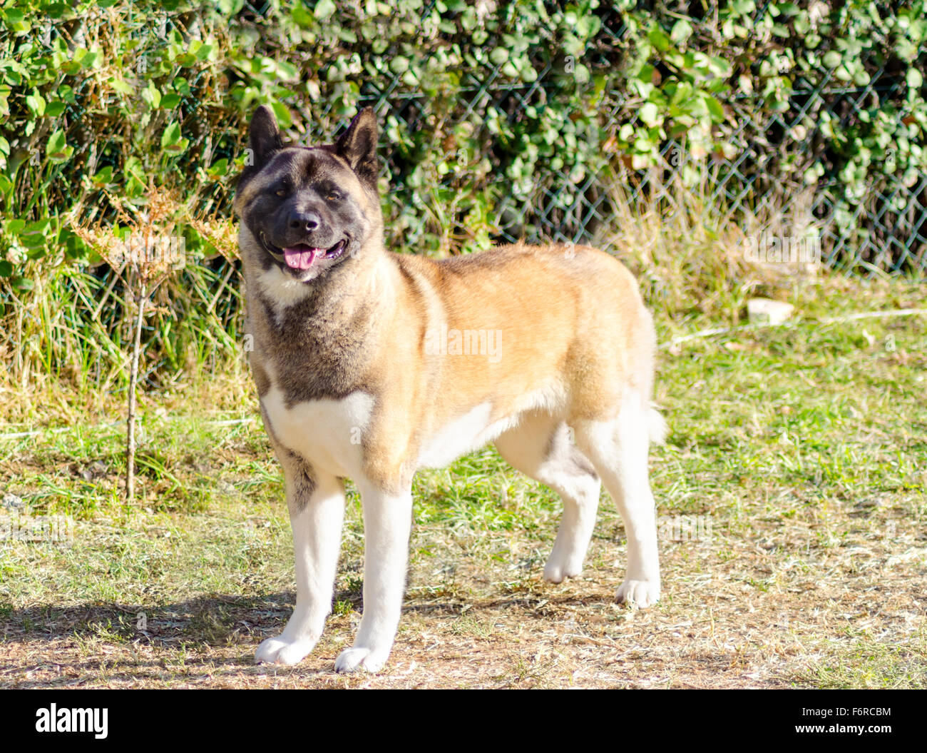 A side view of a sable, white and brown pinto American Akita dog ...