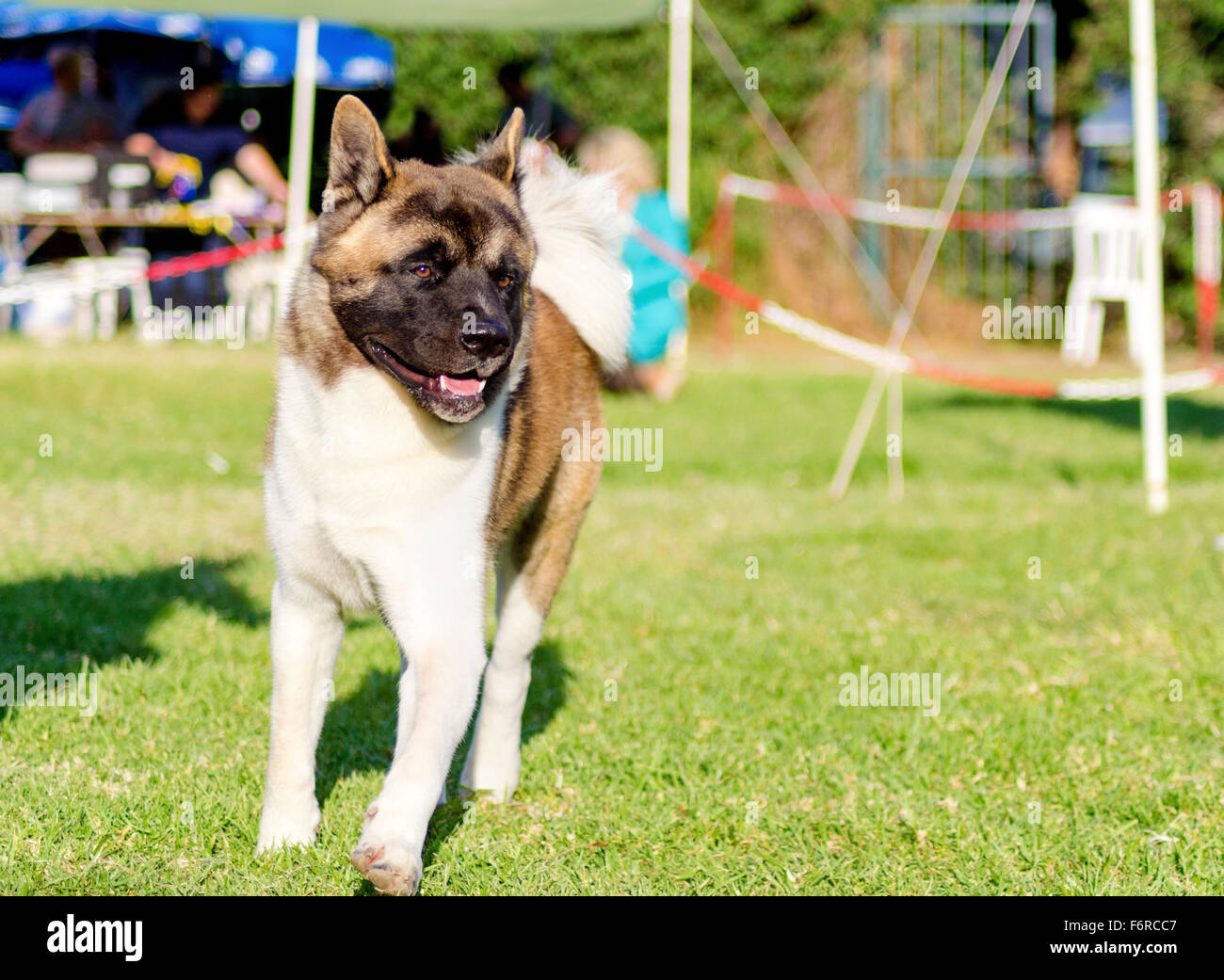 A front view of a sable, white and brown pinto American Akita dog ...