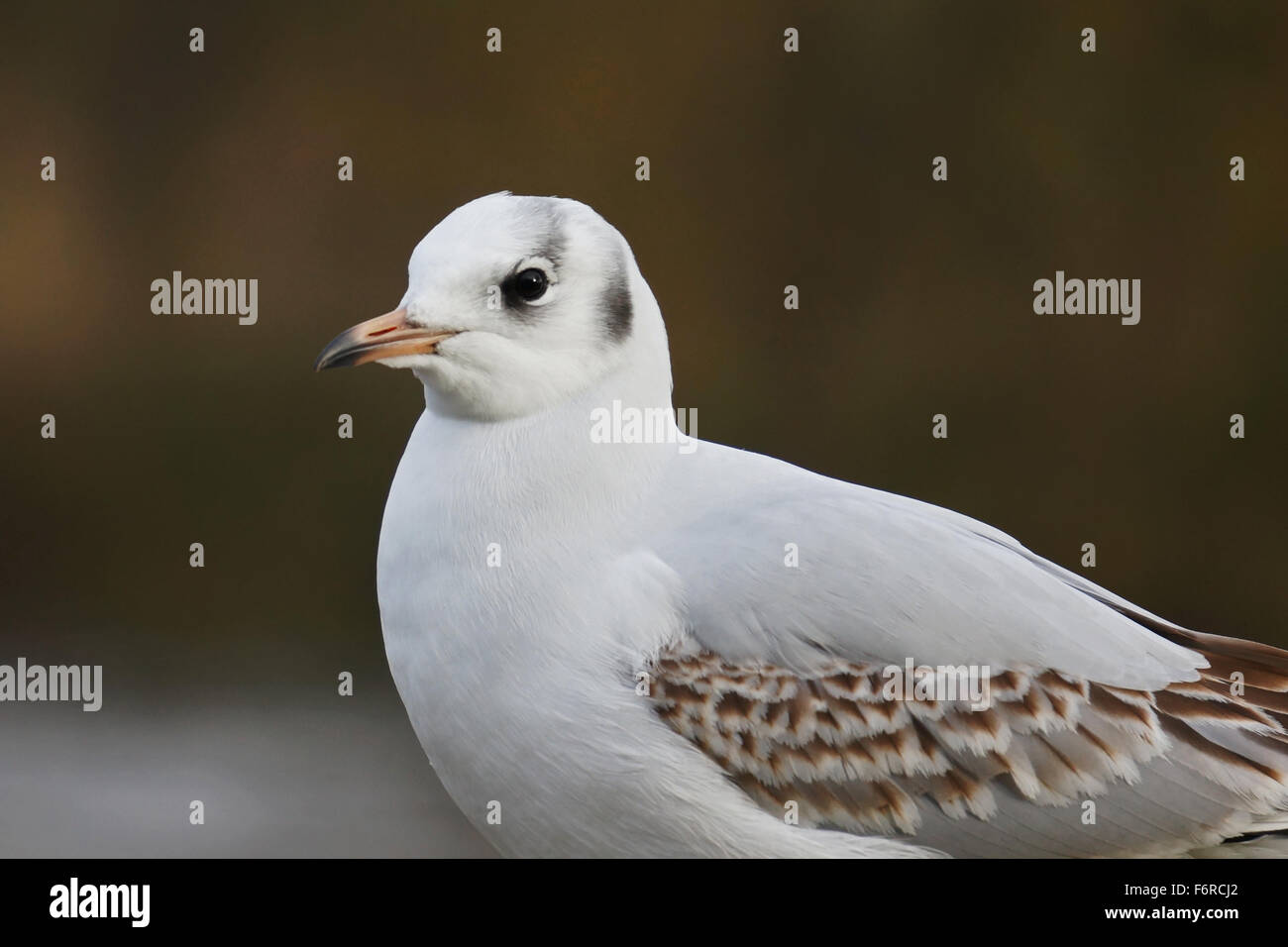 Gull head and neck pose Stock Photo - Alamy
