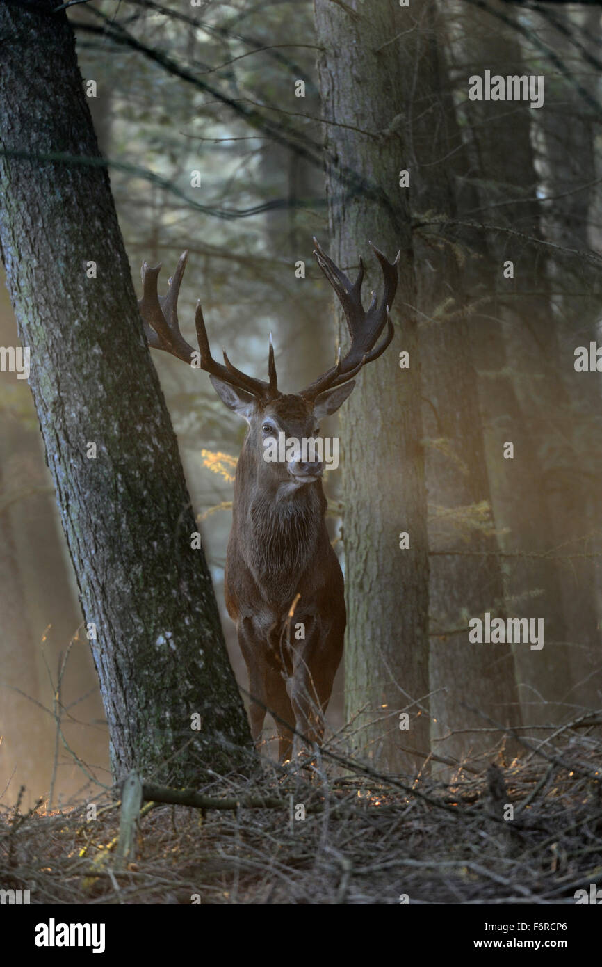 Majestic shot of trees in the autumnal forest Stock Photo - Alamy