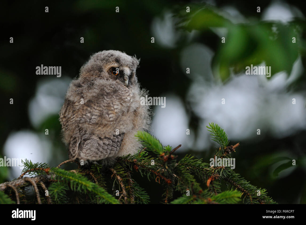 Cute fledgling of Long-eared Owl / Waldohreule ( Asio otus ) perching ...