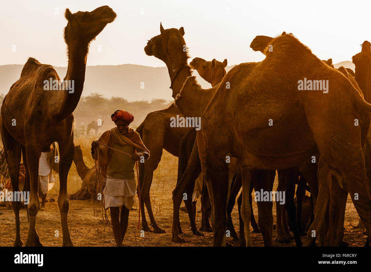 Camel man hi-res stock photography and images - Alamy