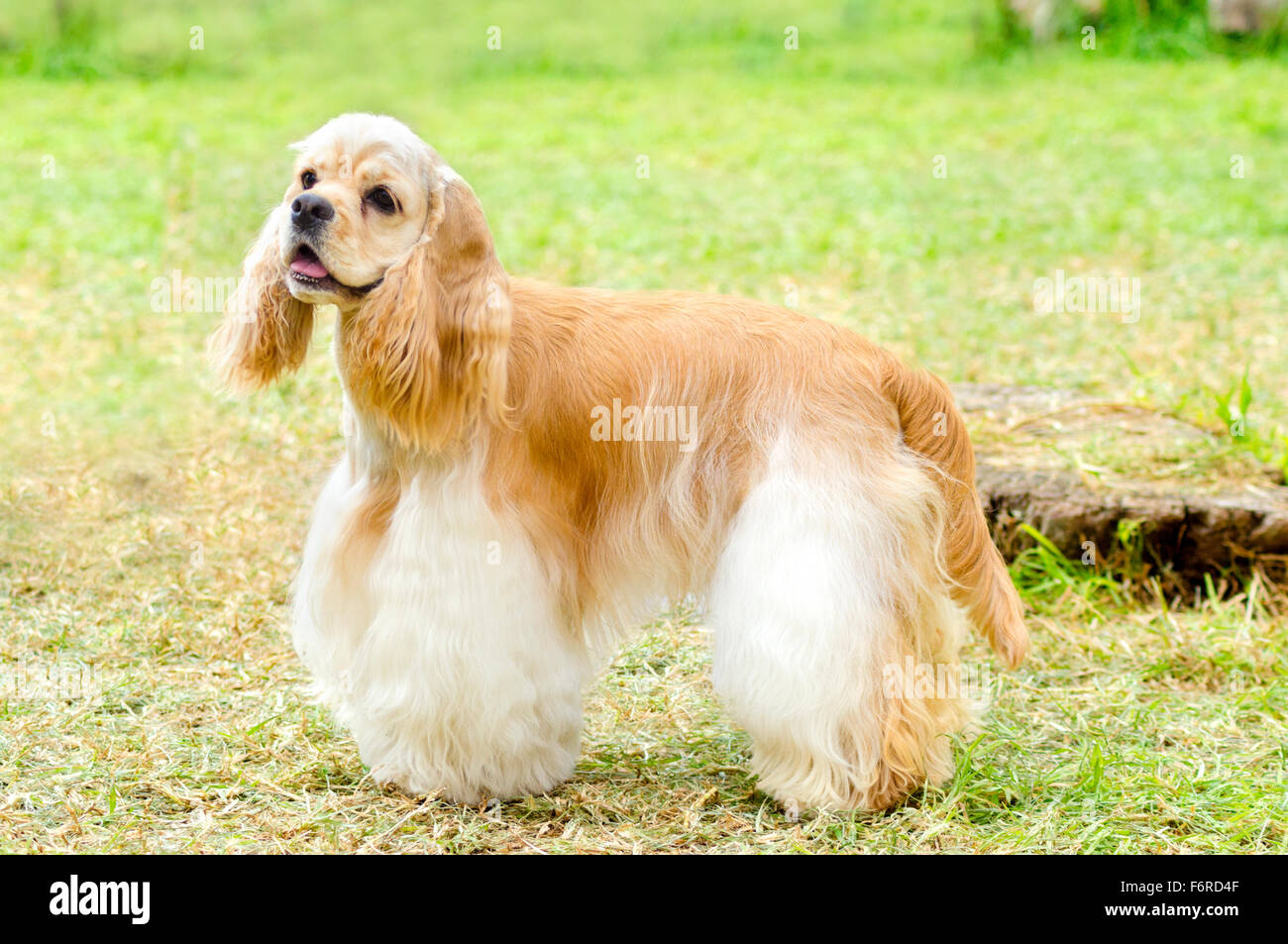 A small, young beautiful fawn, light cream and white American Cocker ...