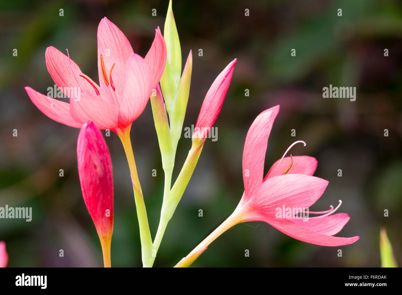 October flowers on a stem of the Kaffir lily, Hesperantha coccinea ...