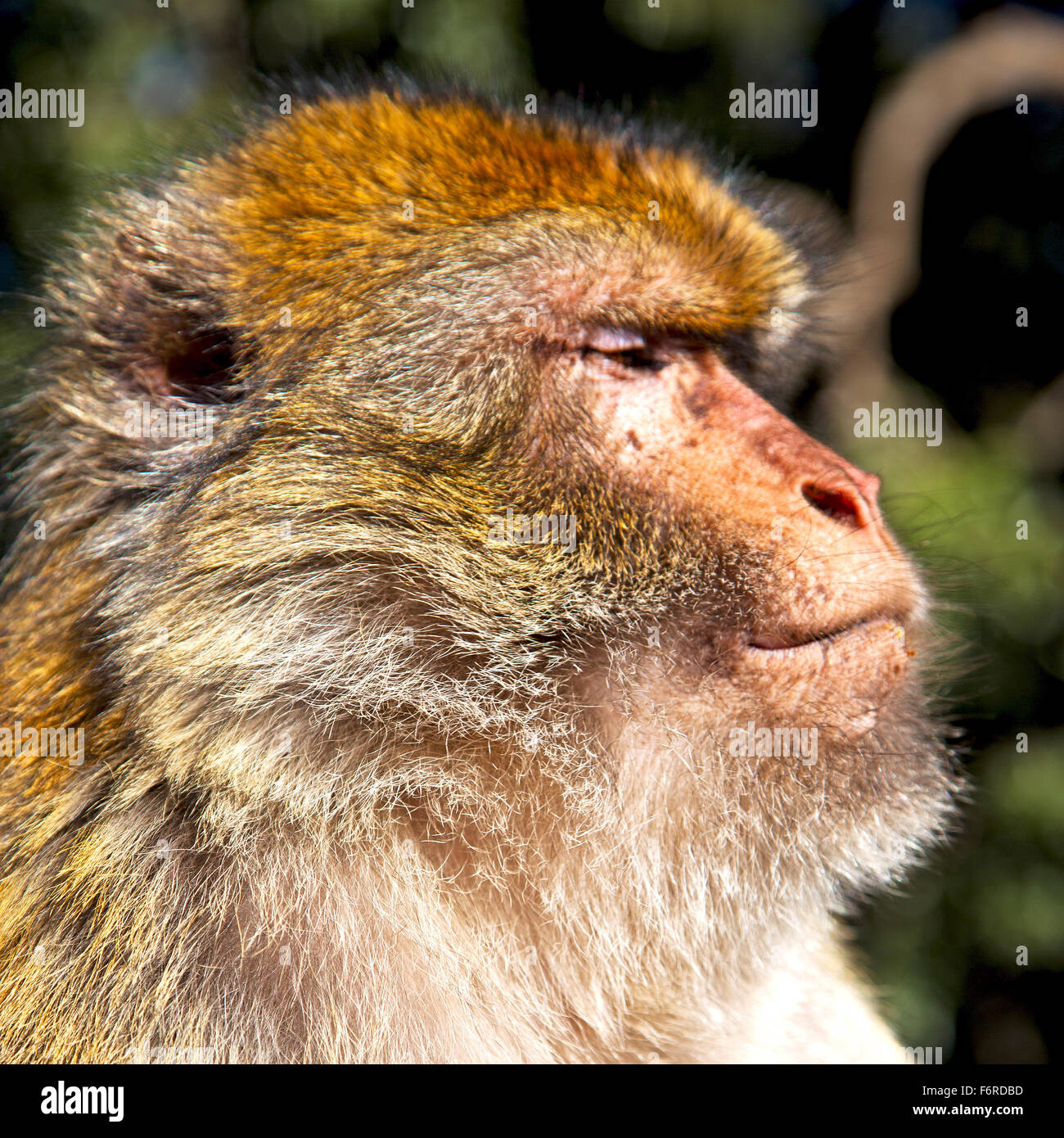 old monkey in africa morocco and natural background fauna close up ...