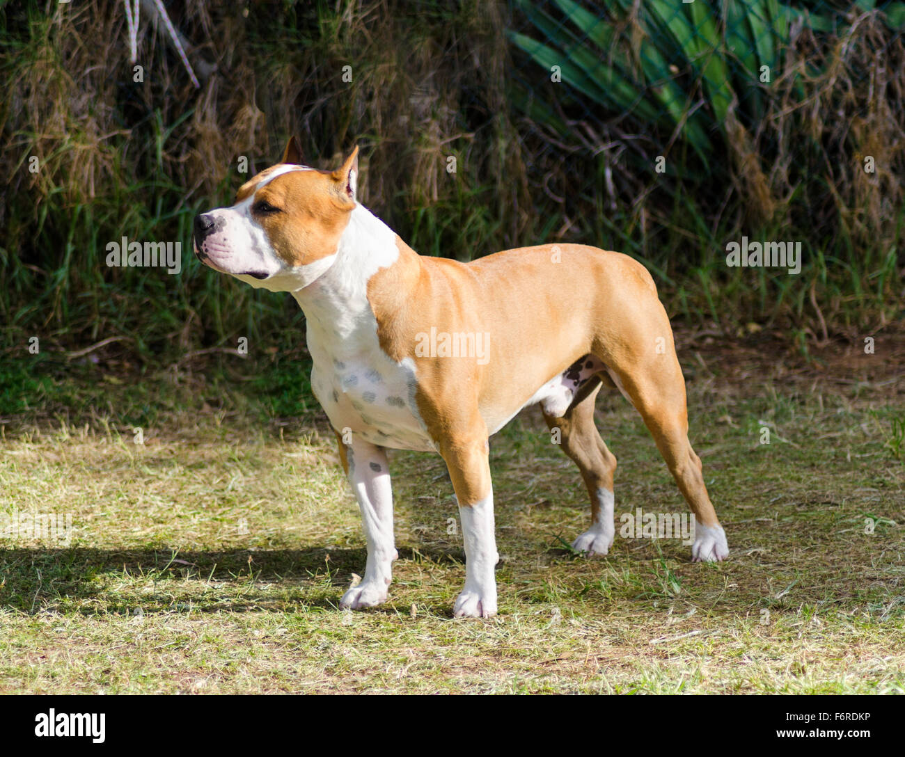 A small, young, beautiful, white and red sable American Staffordshire ...