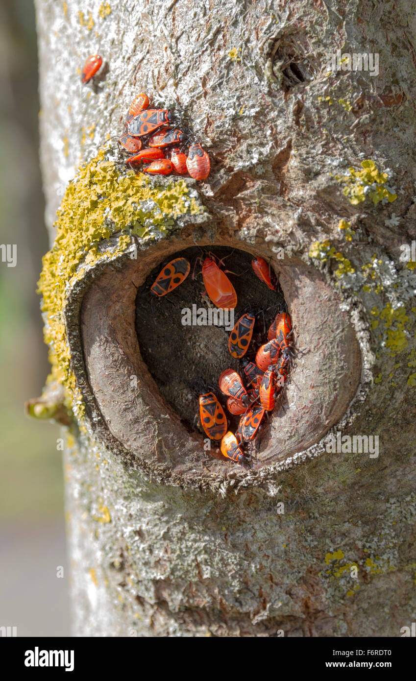 Fire bugs hi-res stock photography and images - Alamy