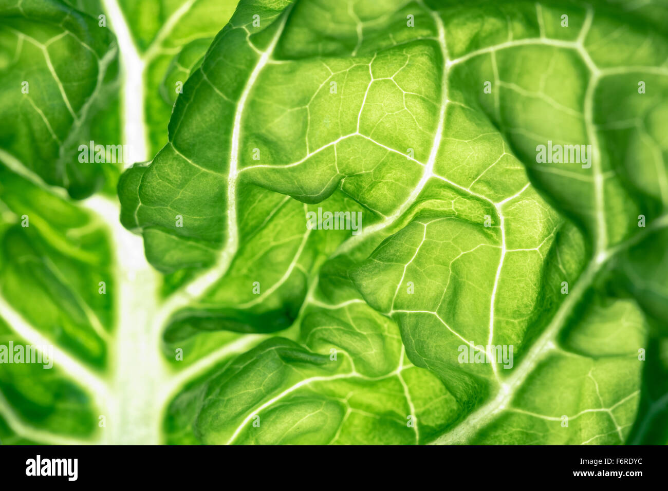 Roman lettuce hi-res stock photography and images - Alamy