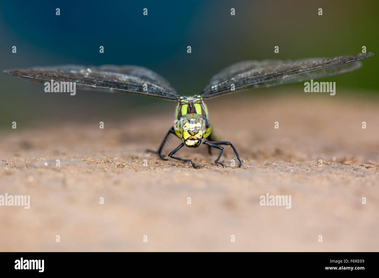 Southern hawker (Aeshna cyanea) head-on view Stock Photo - Alamy