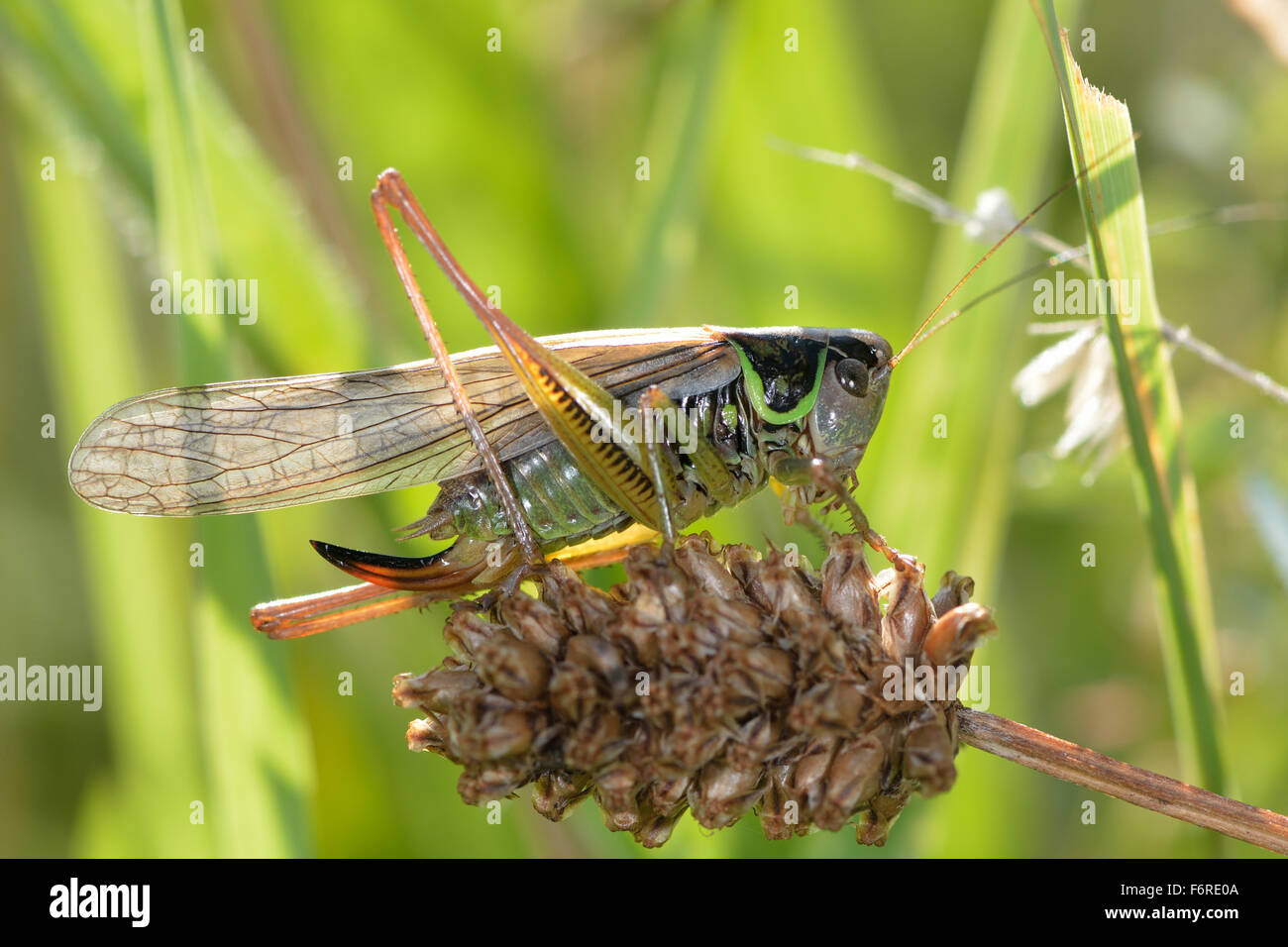 Winged form of Roesel's bush cricket (Metrioptera roeselii Stock Photo ...