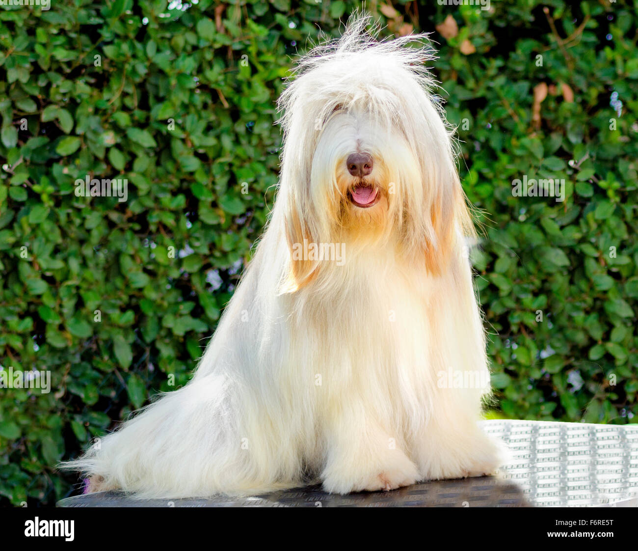 Bearded shepherd hi-res stock photography and images - Alamy