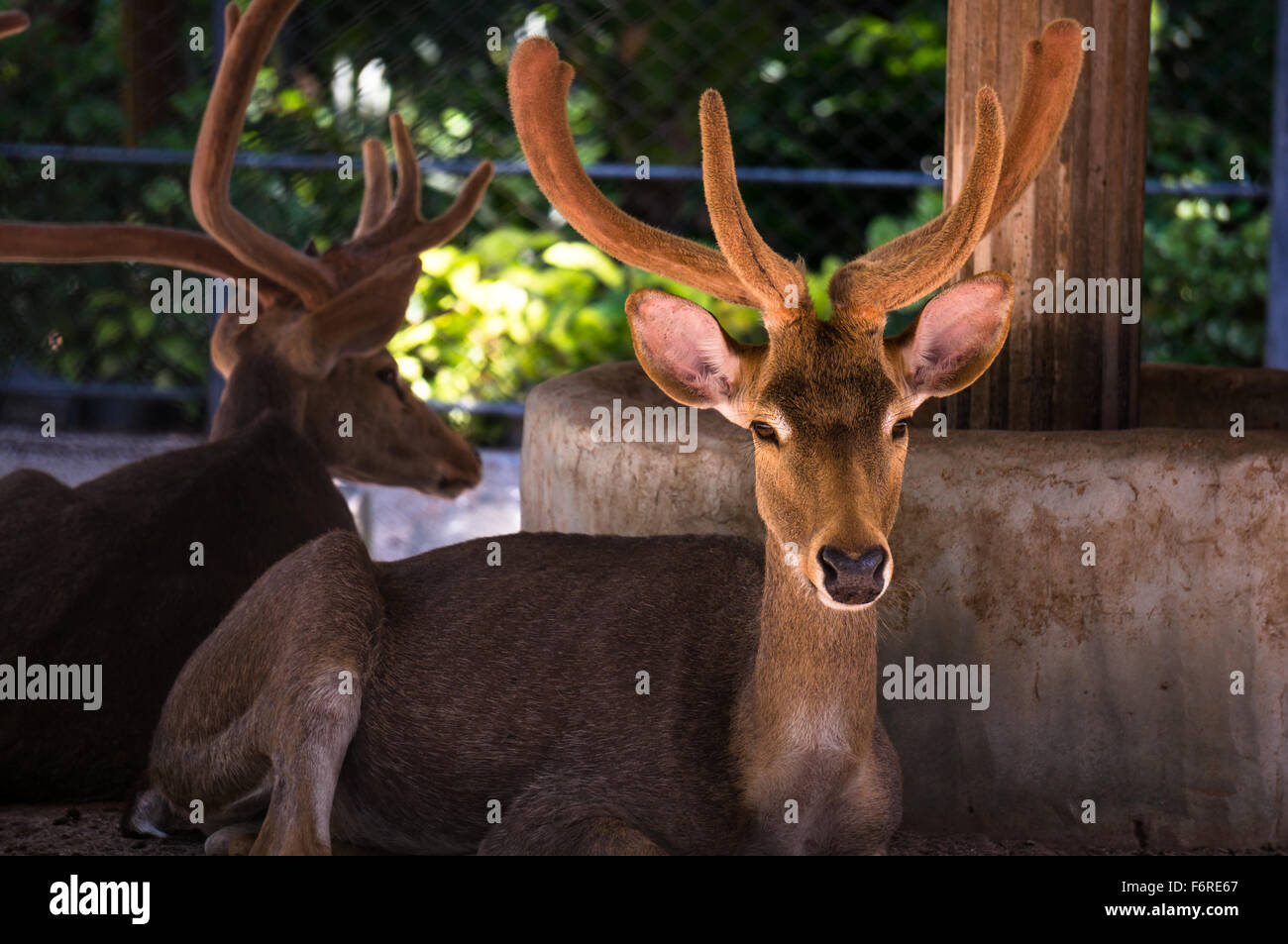 Deer are the ruminant mammals forming the family Cervidae Stock Photo ...