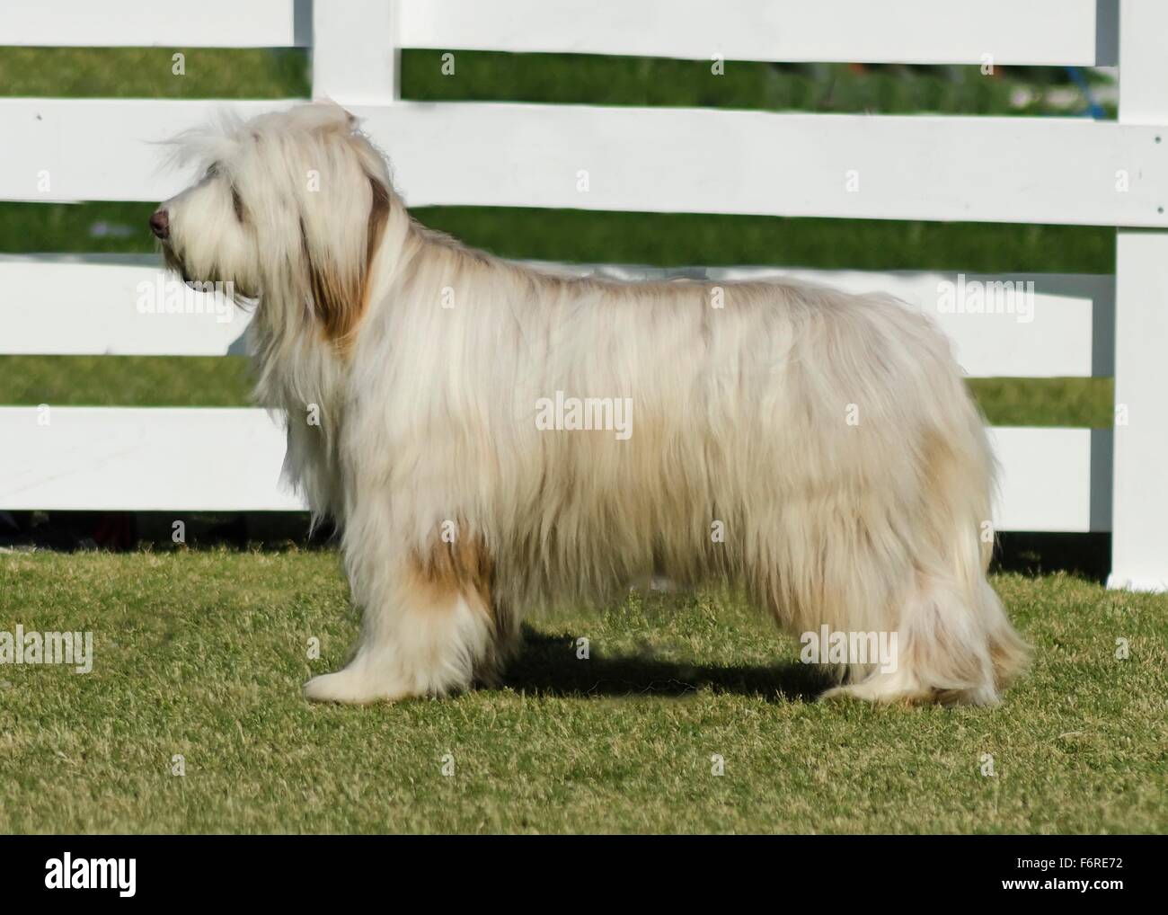 Bearded collie puppy sitting on hi-res stock photography and images - Alamy