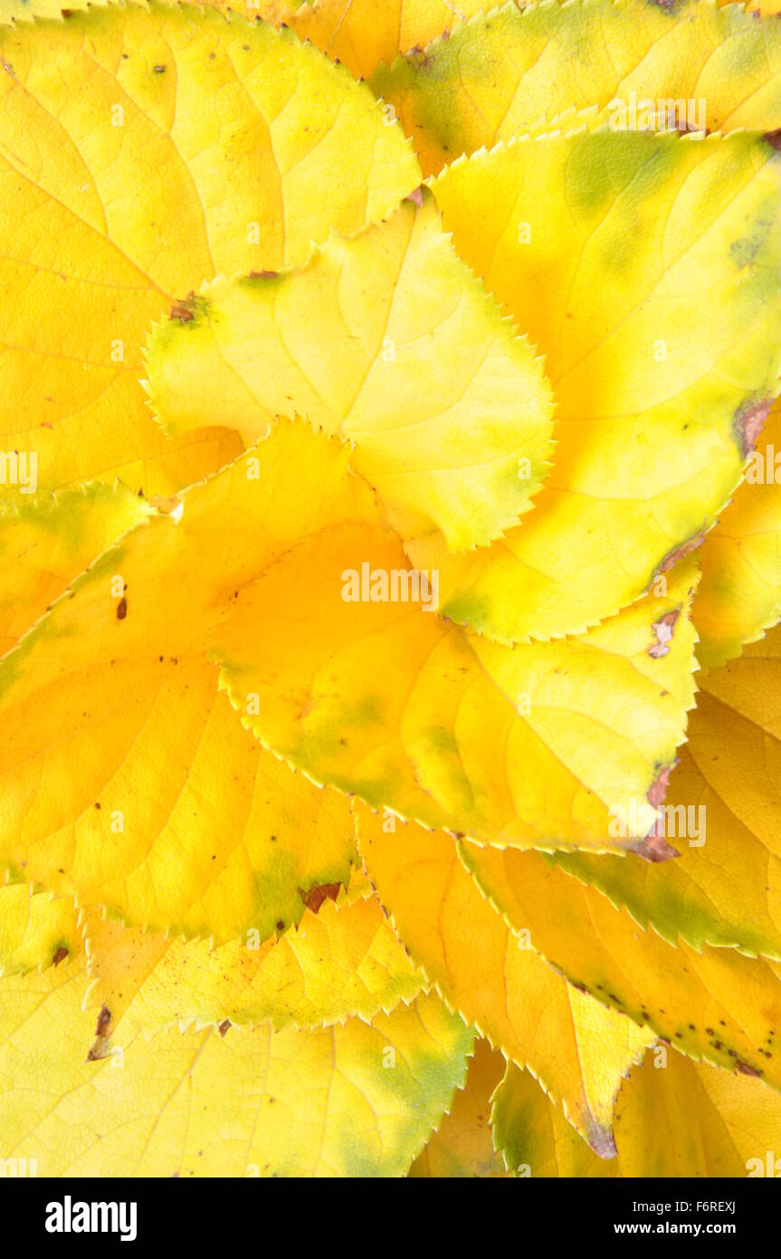 Yellow leaves background Stock Photo - Alamy