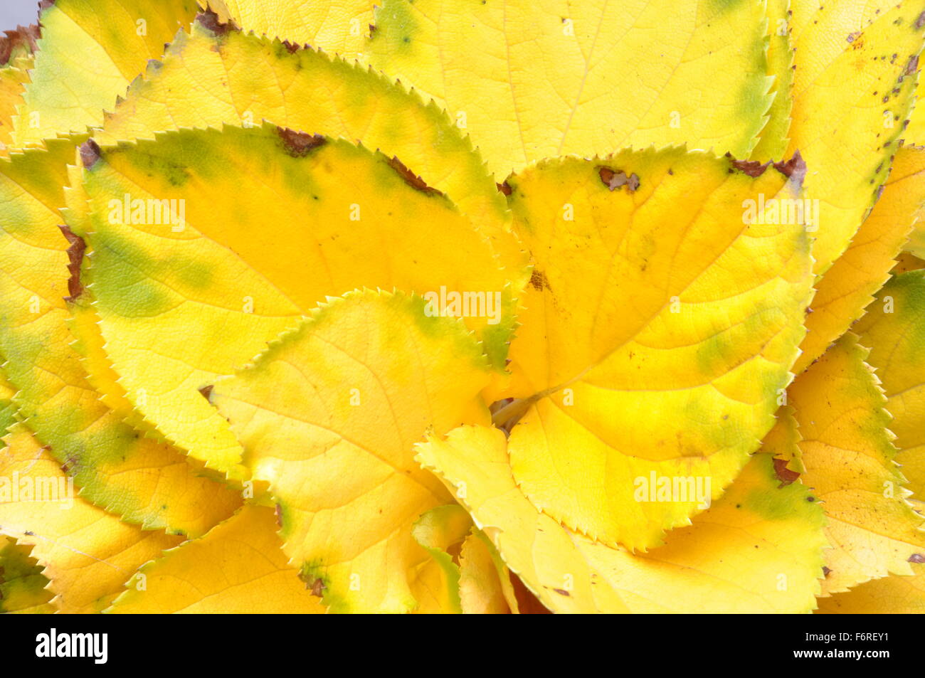 Yellow leaves background Stock Photo - Alamy