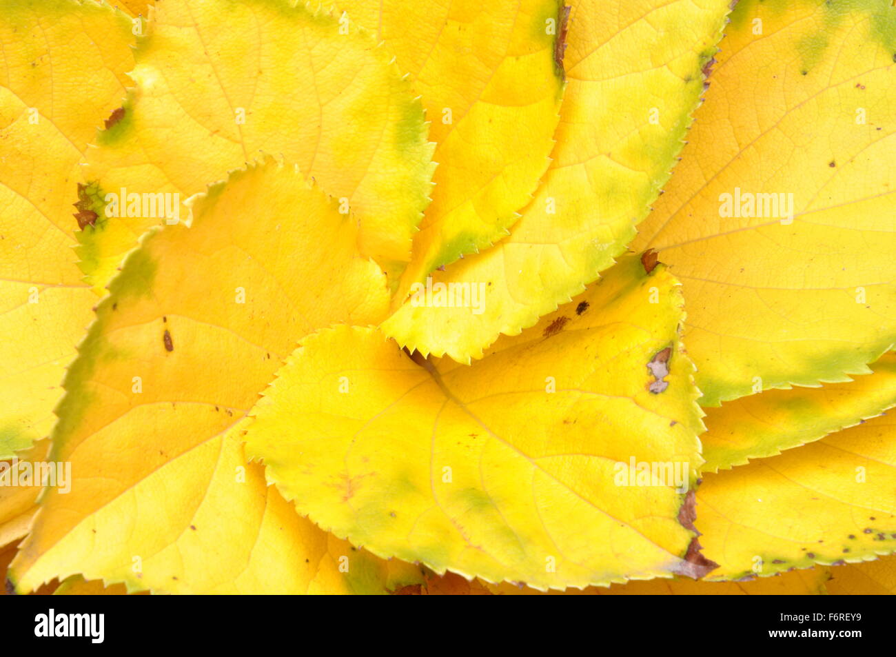 Yellow leaves background Stock Photo - Alamy