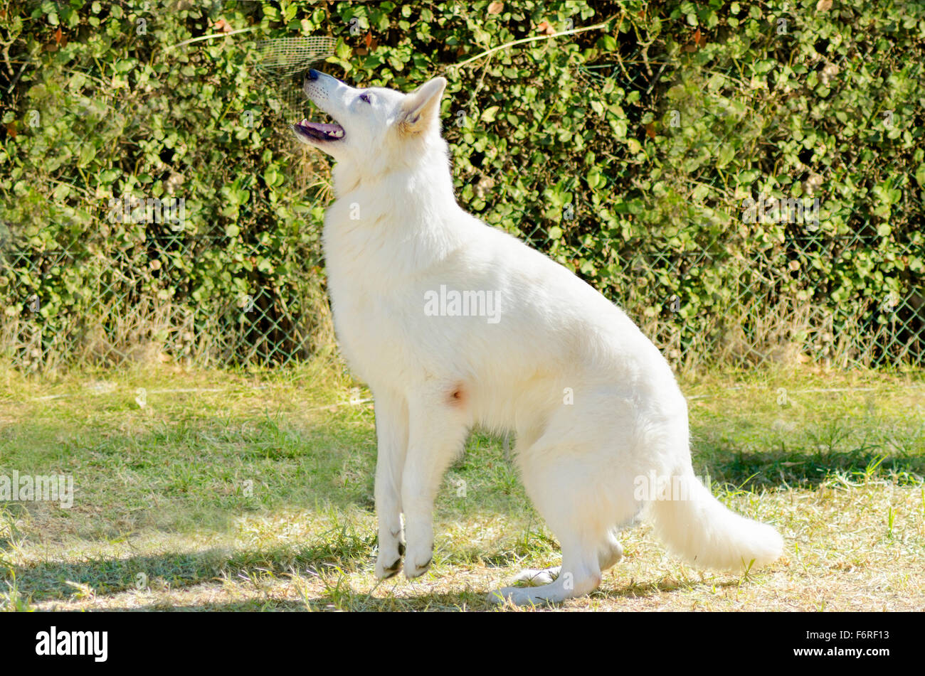 A young beautiful Berger Blanc Suisse dog standing on her two back legs ...