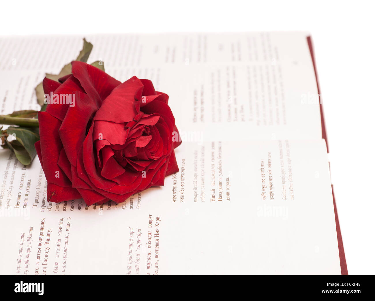 open book and red rose isolated on white Stock Photo - Alamy