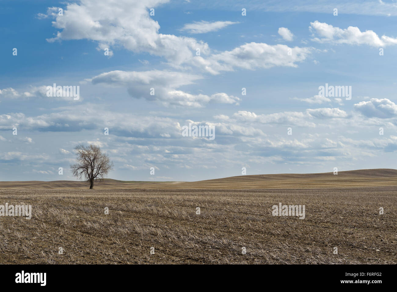 Wheat field with one bare tree of Canadian Prairies in Mankota ...