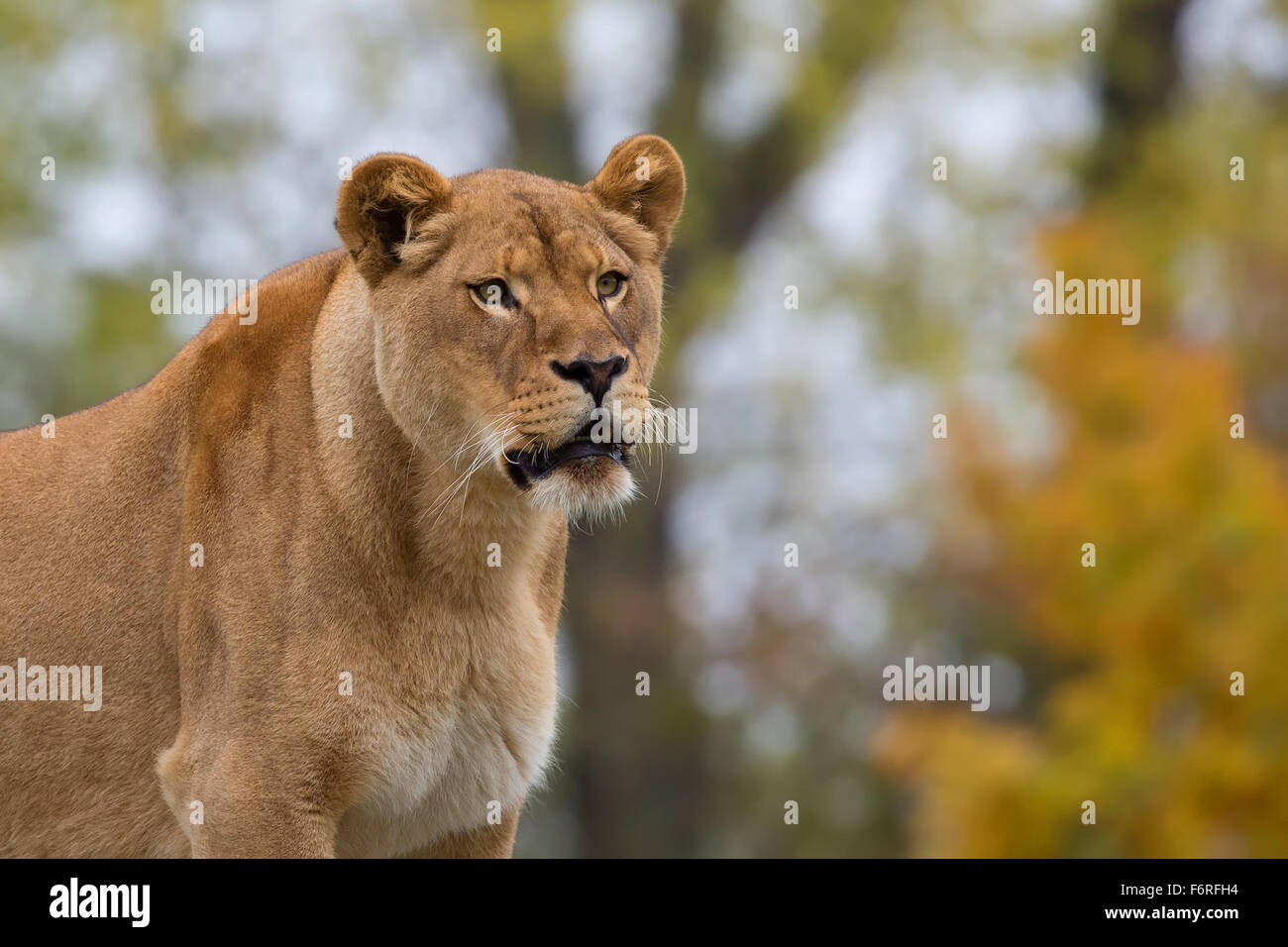 Lioness in the wild, a portrait Stock Photo - Alamy