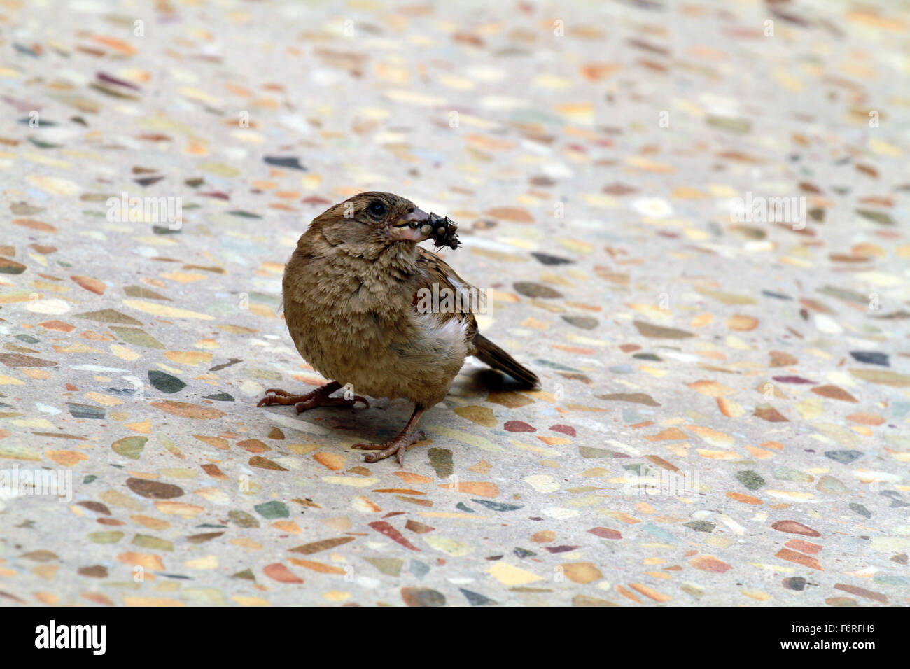 Female cape sparrow mossie passer hi-res stock photography and images ...