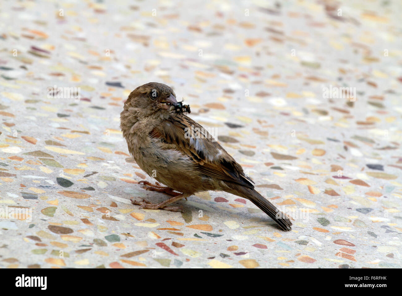 A female Cape sparrow or mossie (Passer melanurus) with flies in her ...