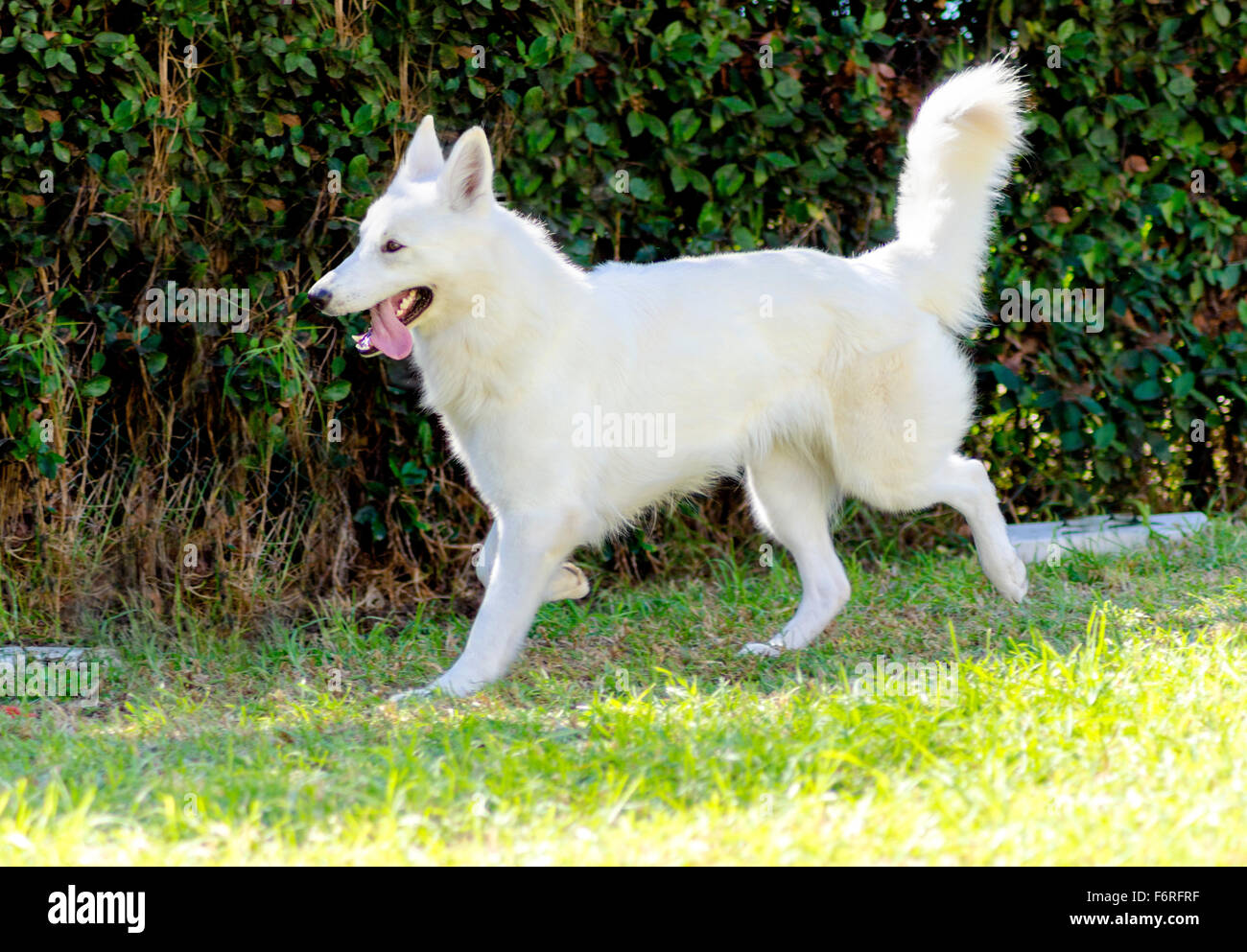 A young beautiful Berger Blanc Suisse dog running on the grass. The ...