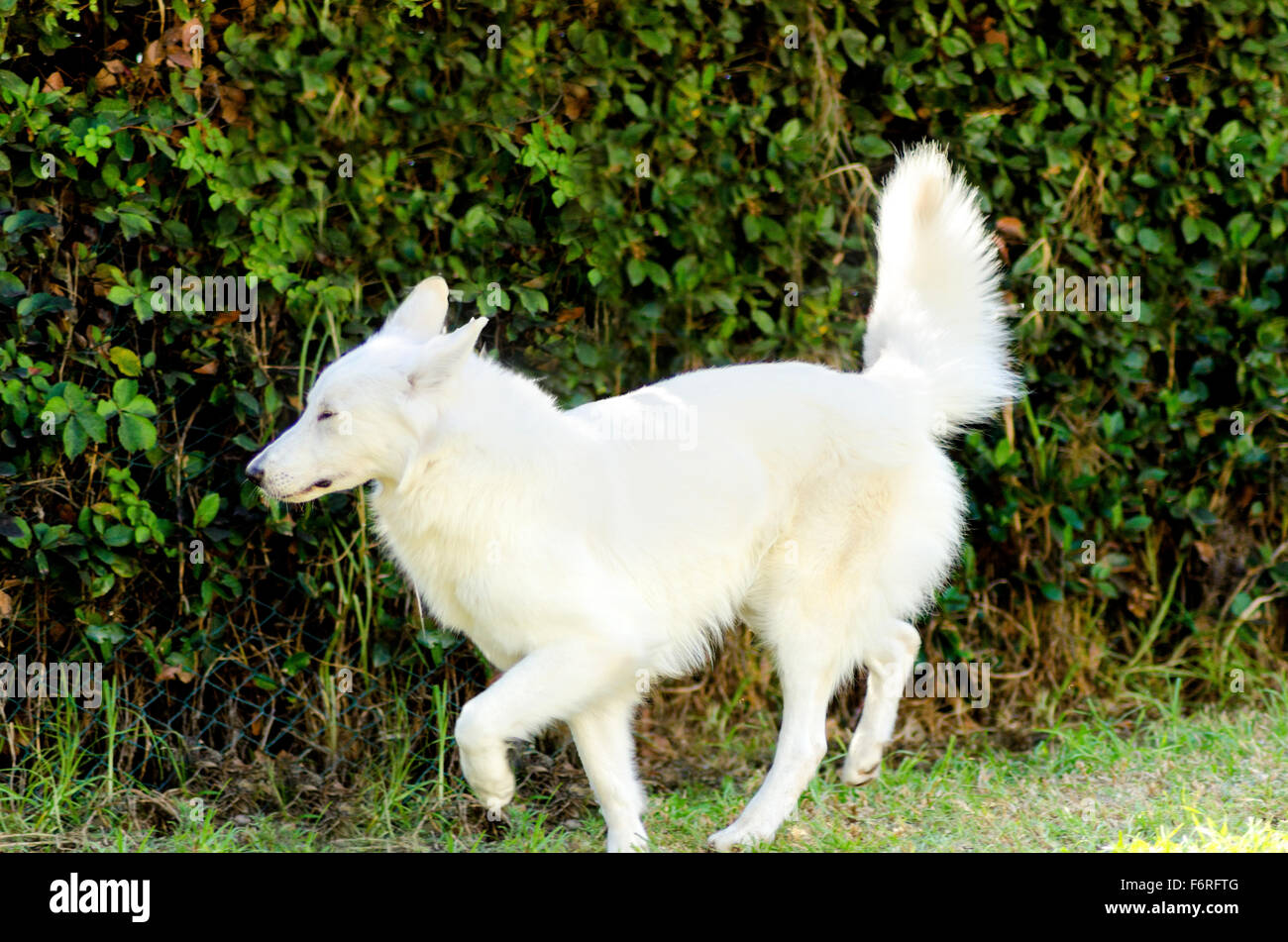 What Is A White Swiss Shepherd Dog Breed Dog