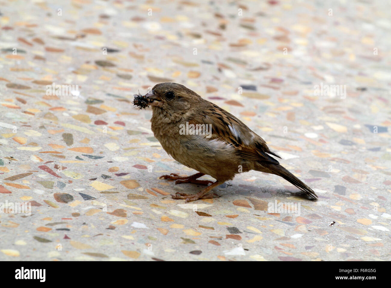A female Cape sparrow or mossie (Passer melanurus) with flies in her ...